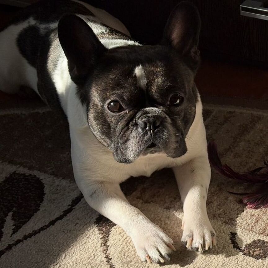 Французский бульдог, взрослый пёс