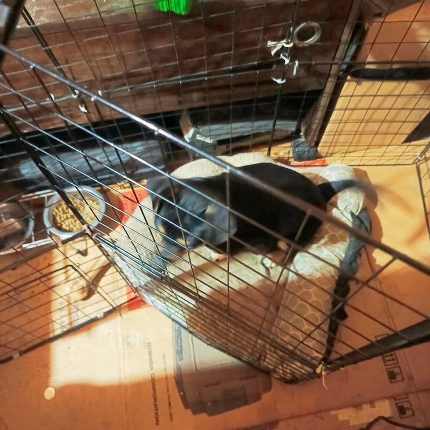 Собака в добрые руки