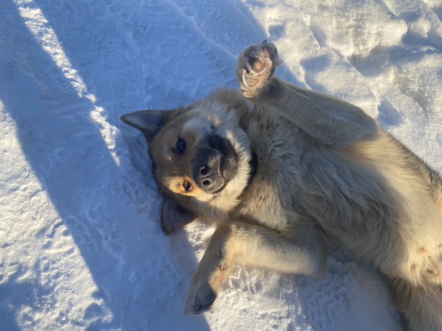 Собака на передержку