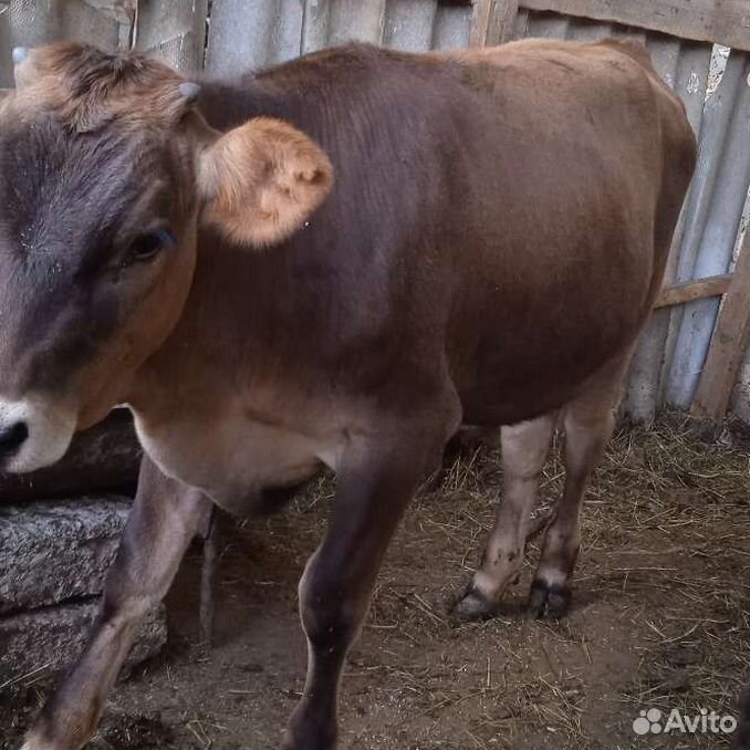 Продаются бычок и тёлочка