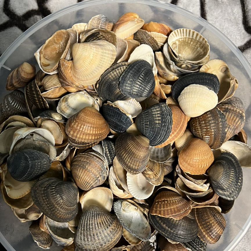 Морские ракушки натуральные