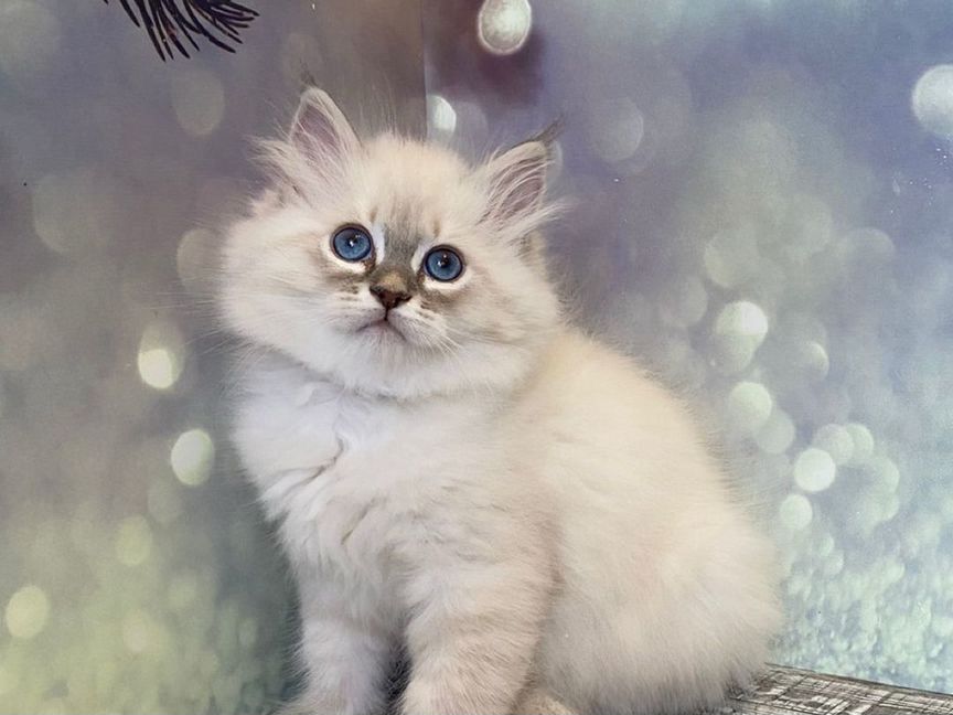 Невский маскарадный котик