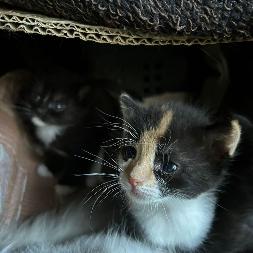 Чудо котятки