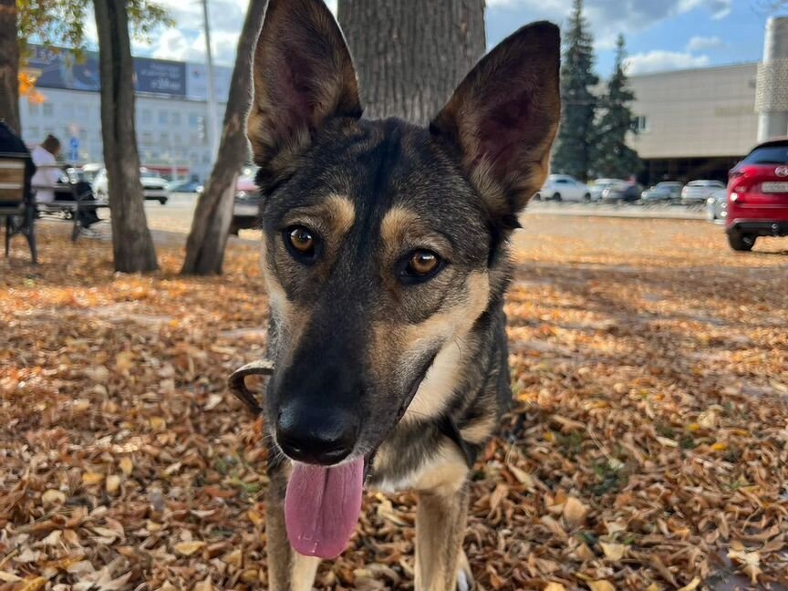 Собака в добрые руки