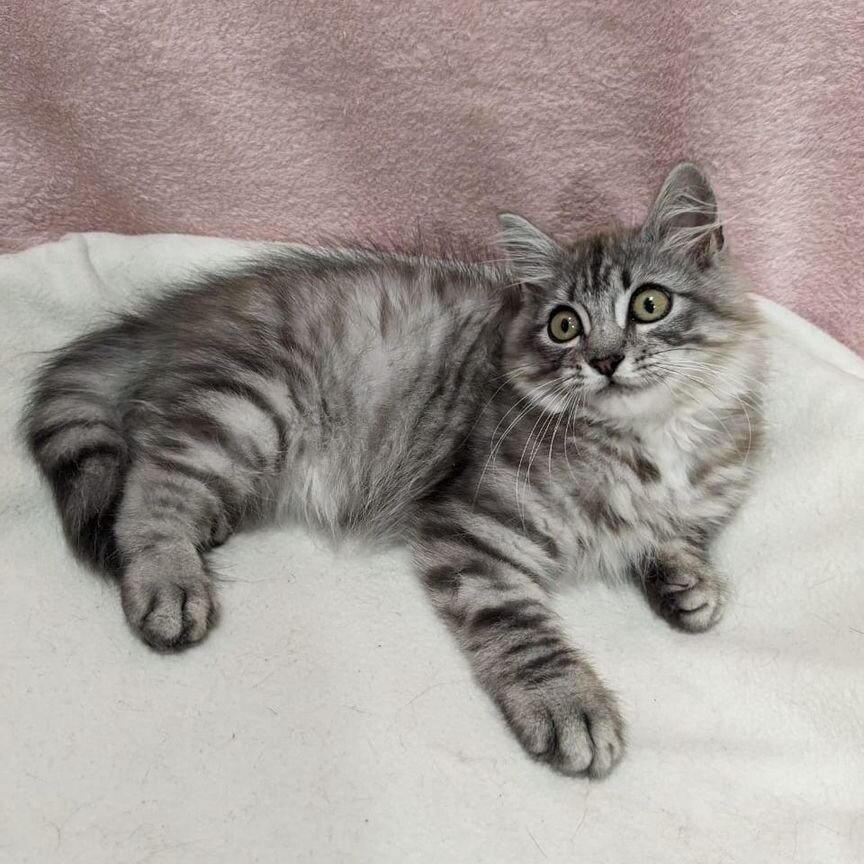 Кошки