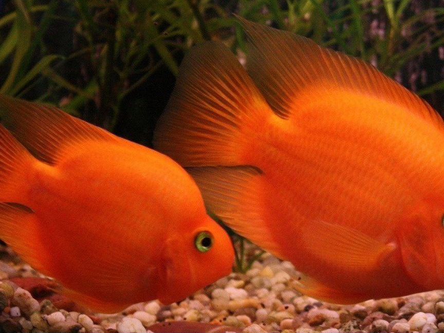 Аквариумная рыба попугай