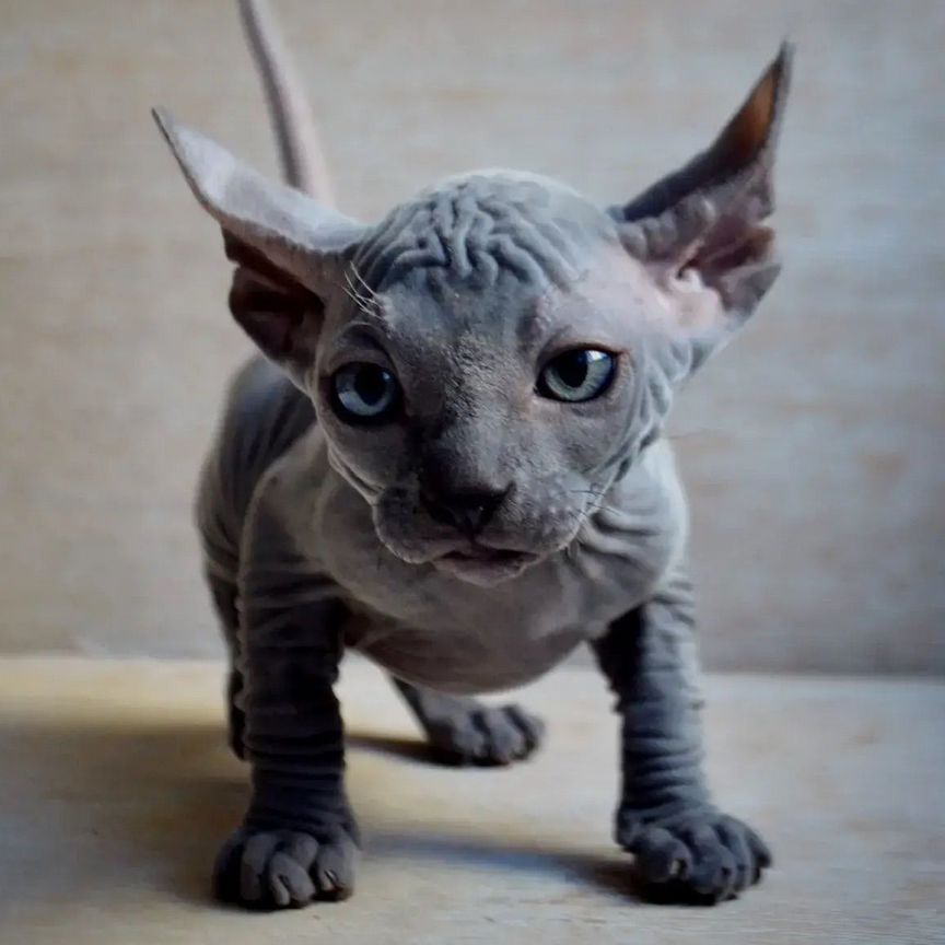 Канадский сфинкс котёнок