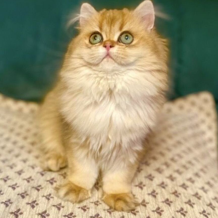 Британский длинношёрстный котёнок