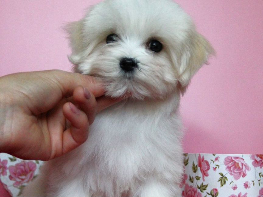 Миничка. Мальтезе щенки