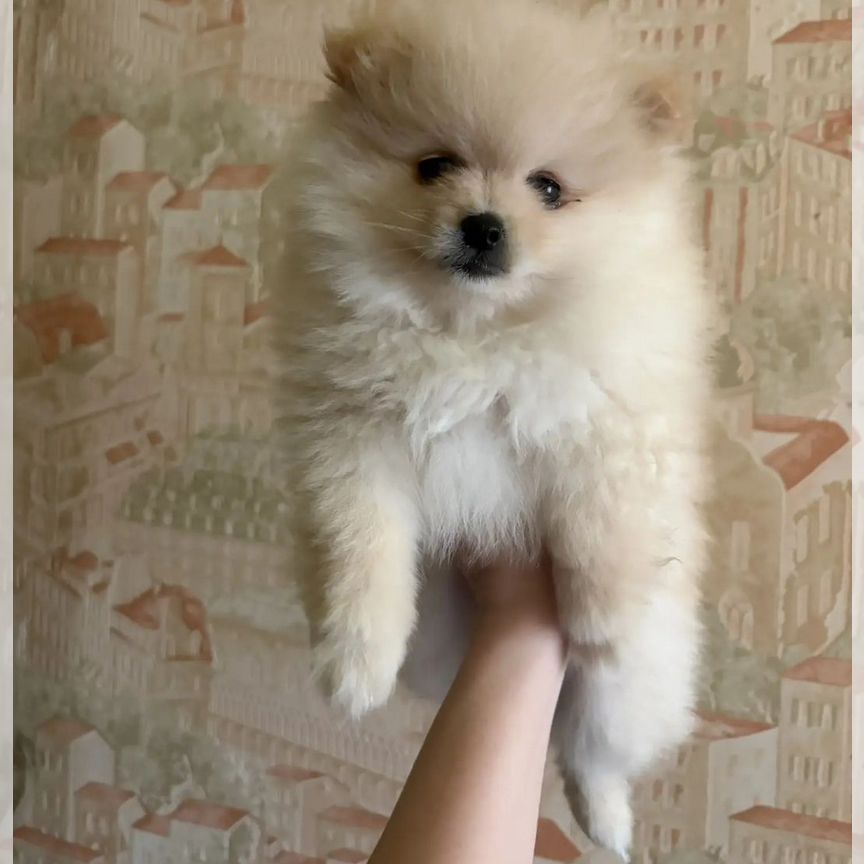 Померанский шпиц, щенок