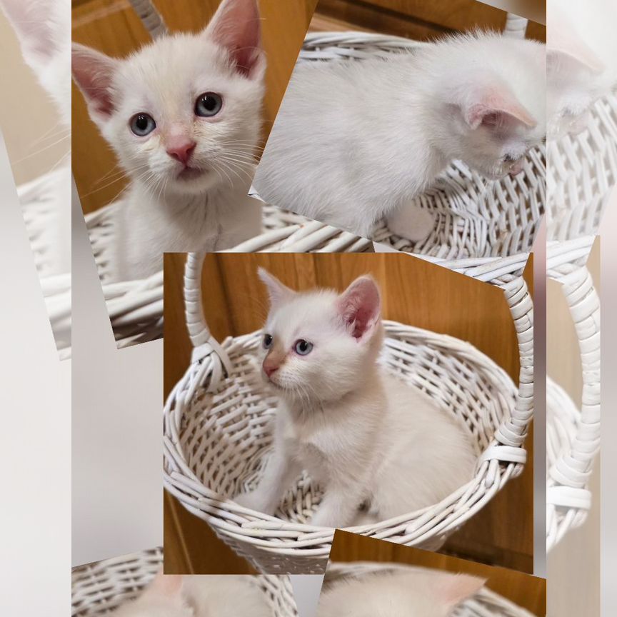 Котёнок в добрые руки