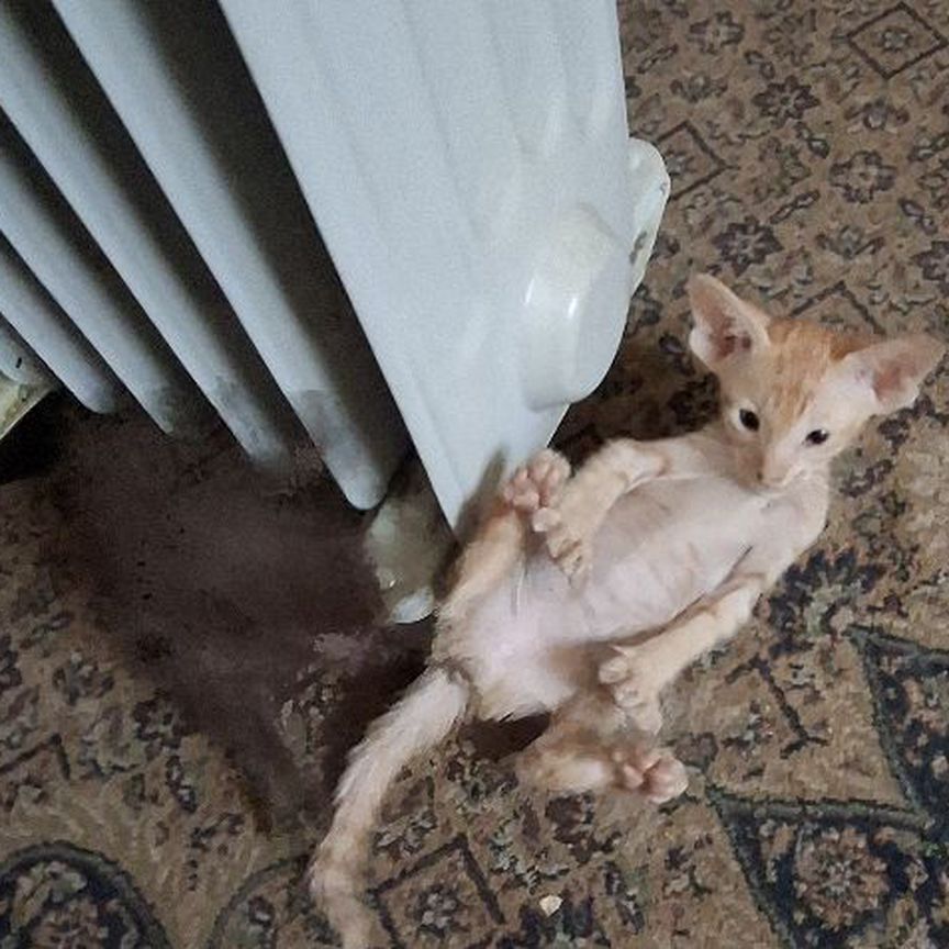 Ориентальный котёнок