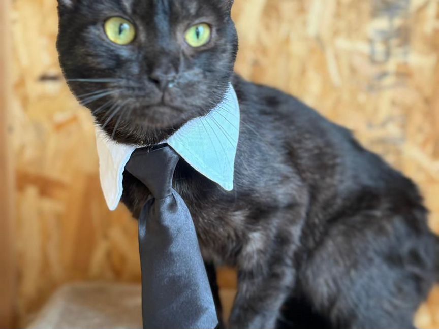 Кот из приюта в добрые руки