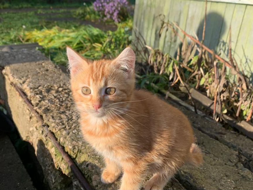 Котенок в добрые руки