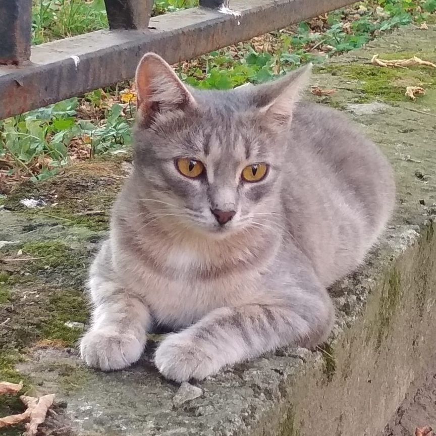 Кошечке после стерилизации грозит улица