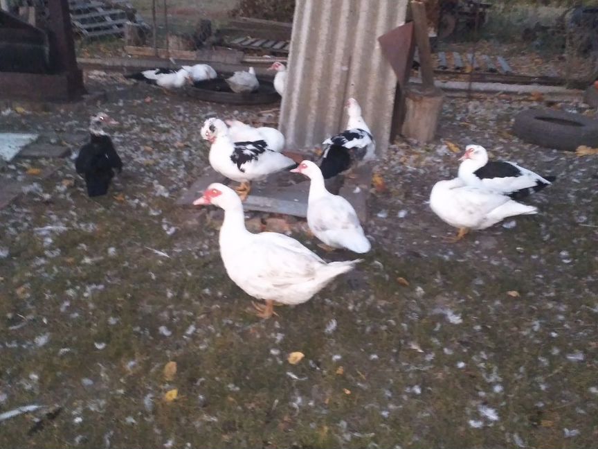 Мускусные ундоутки и селезни живьём или мясом