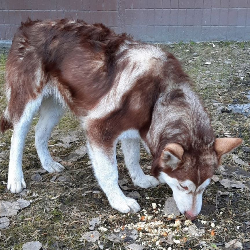 Сибирский хаски, взрослый пёс