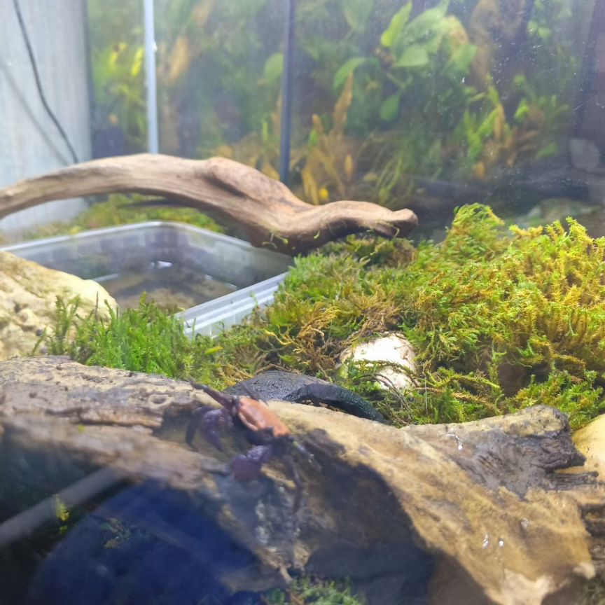 Крабы вампиры