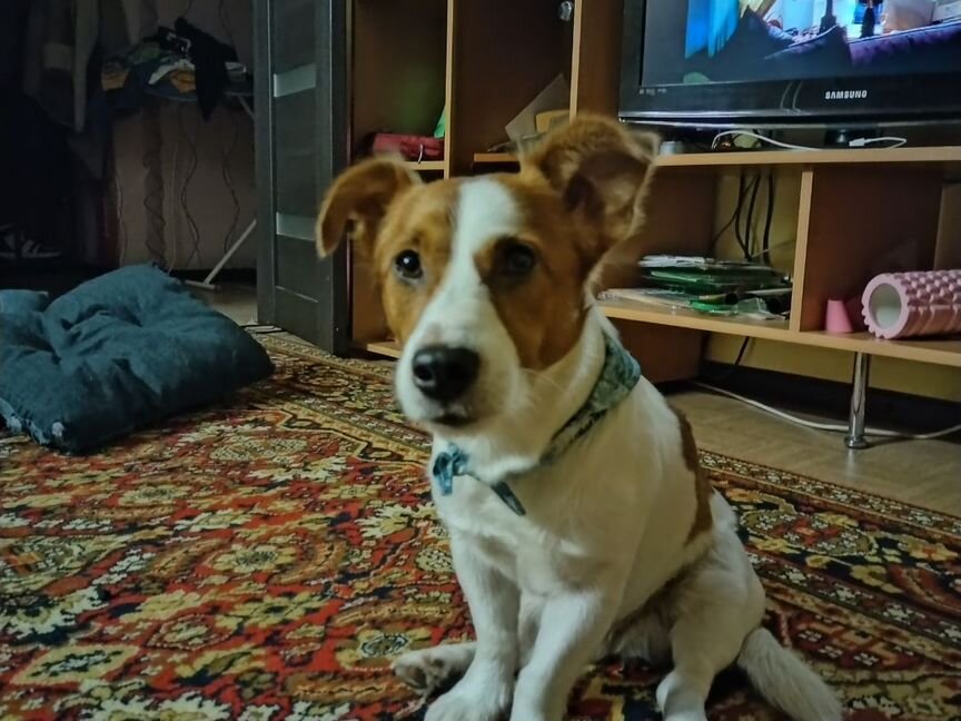 Джек Рассел терьер