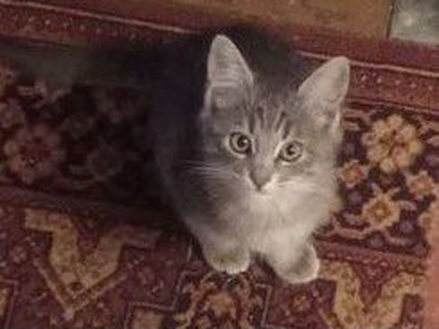 Котики бесплатно в добрые руки