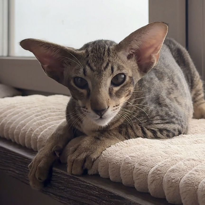 Ориентальные котята ориентальный котенок мальчик