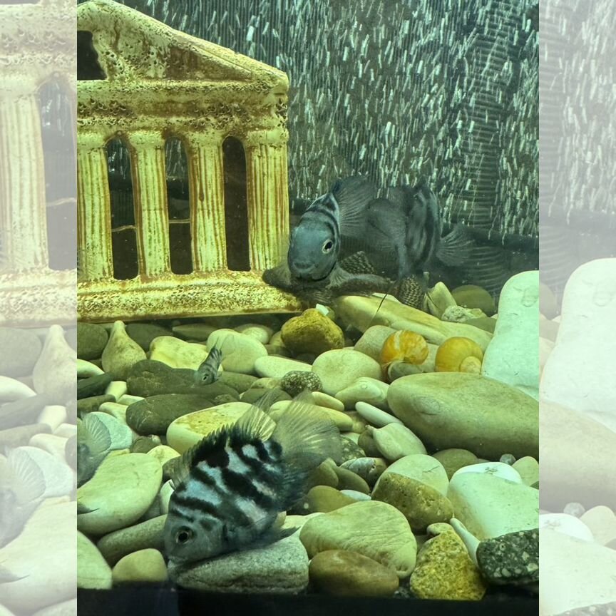 Цихлиды сапфировый попугай