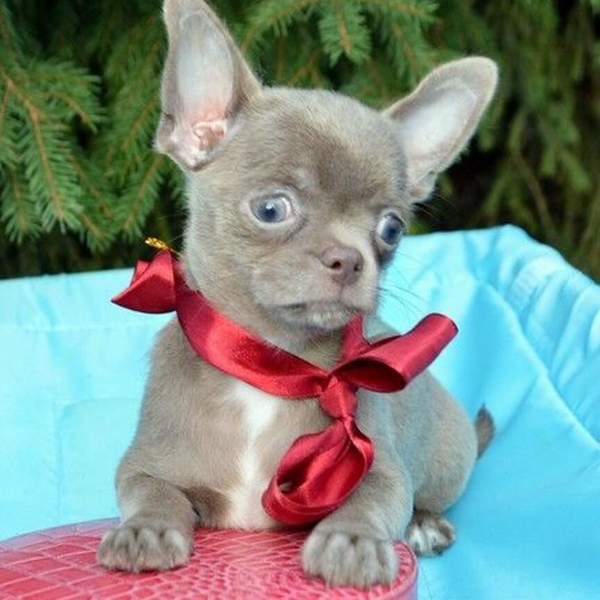 Чихуахуа породные, лиловые мальчик и девочка