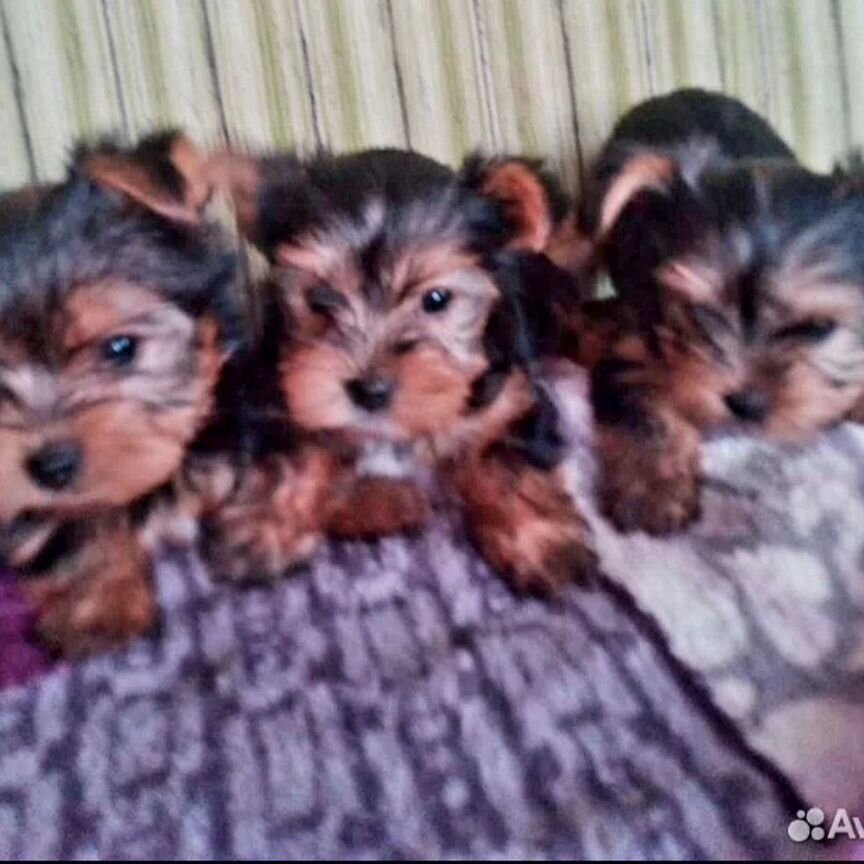 Йоркширский терьер