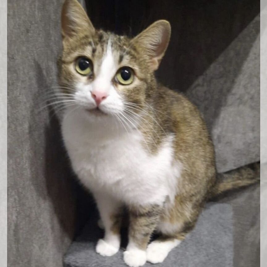 Кошечка