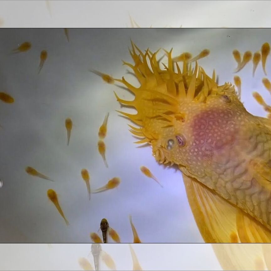 Анциструс золотой