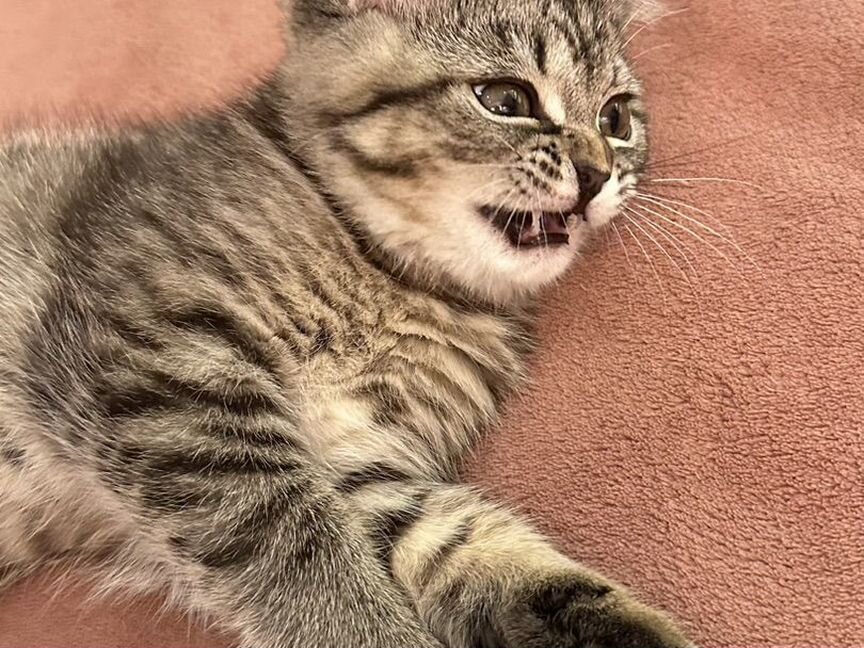 Шотланская кошка