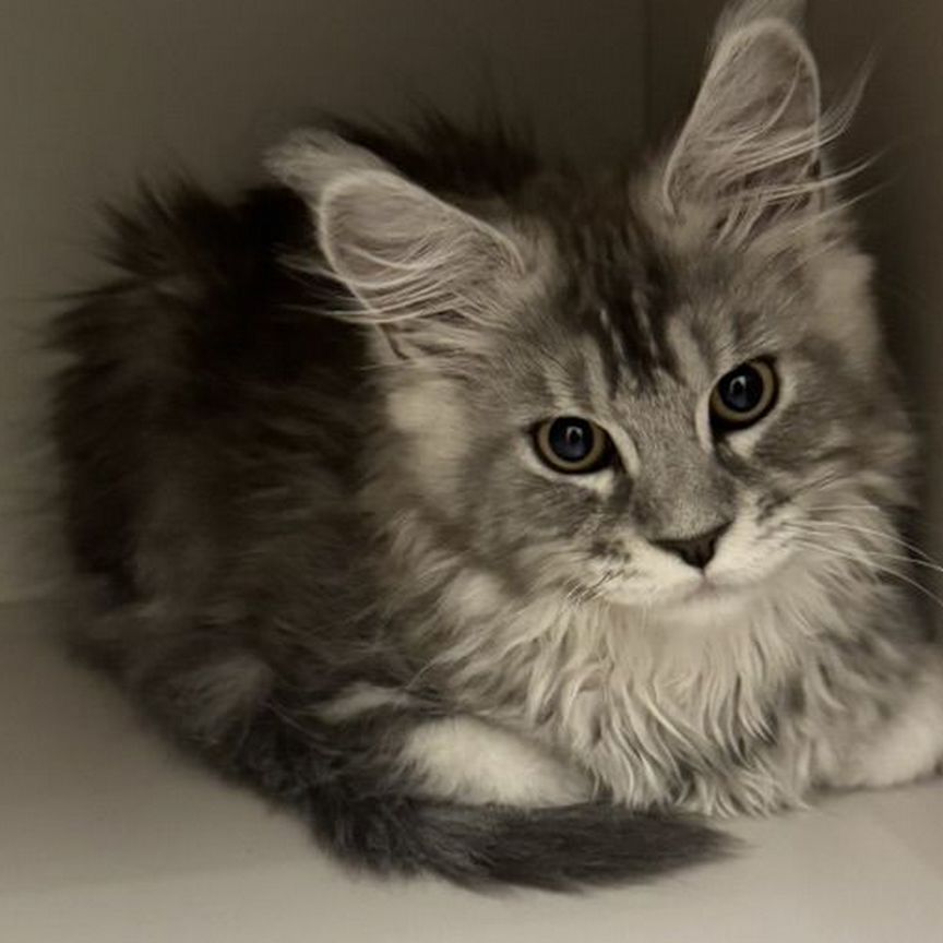 Мейн-кун котёнок