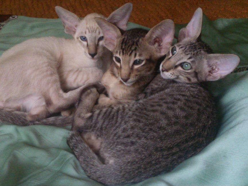 Ориентальные котята