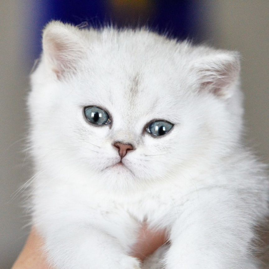 Британские котята Серебристая шиншилла