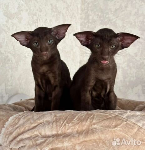 Орики экстрим и современные с документами купить в Москве | Животные и ...