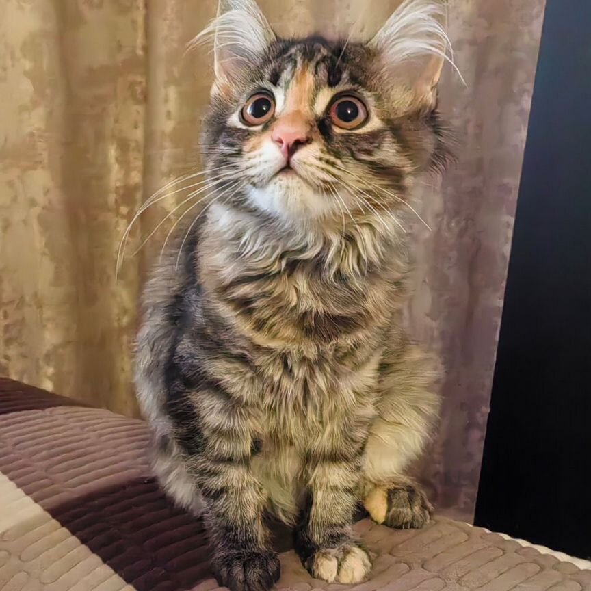 Отдадим котёнка