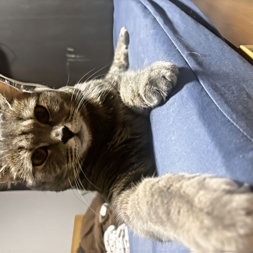 Взрослая, Девочка кошка в добрые руки