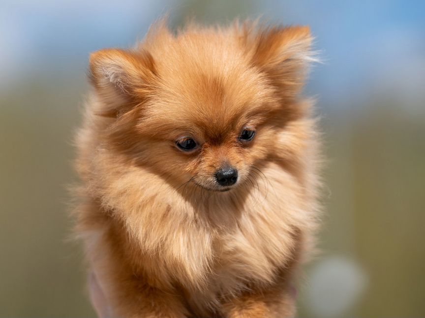 Померанский шпиц микро девочка