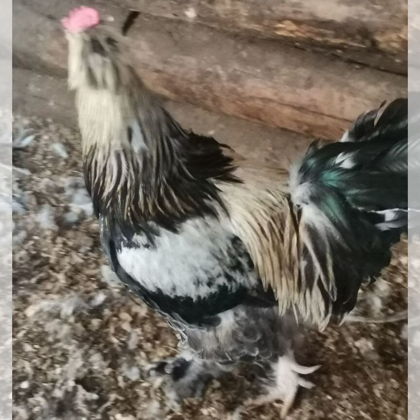 Отдам петуха