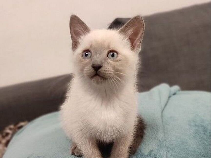Тайский котенок