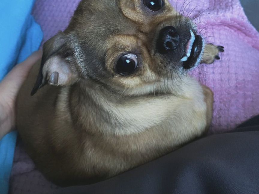 Маленькие собаки