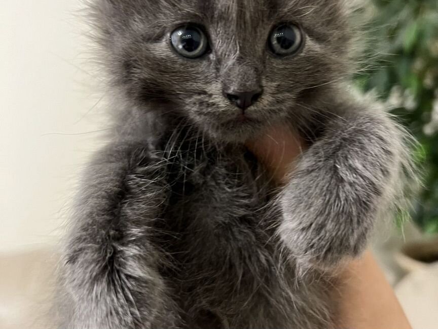 Котенок