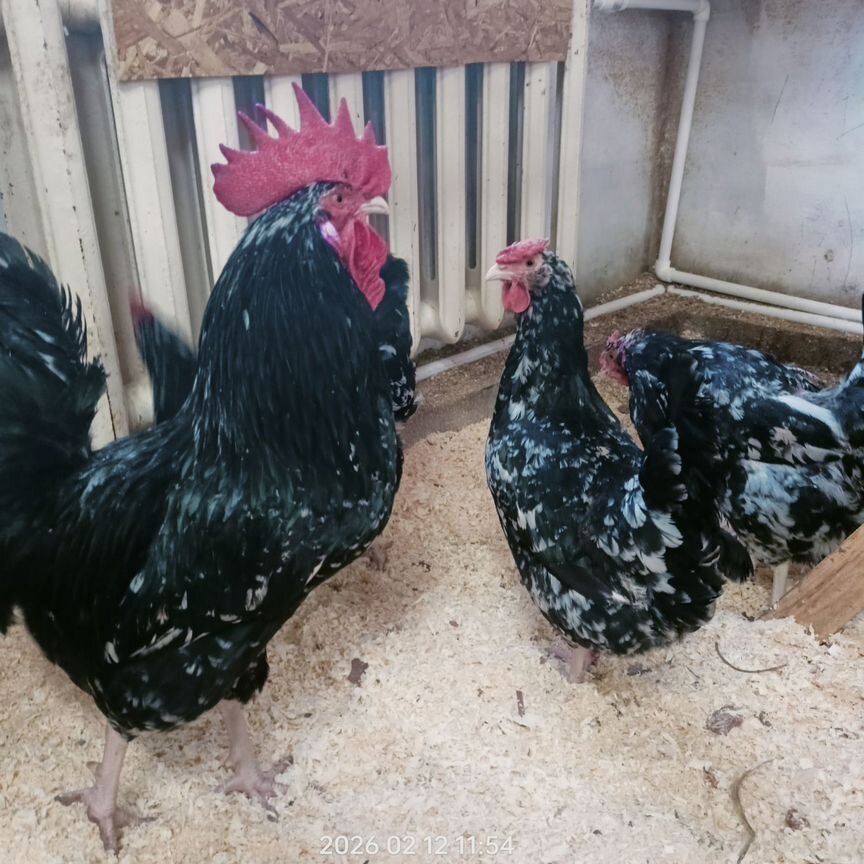 Семья чёрно пёстрого австролорпа