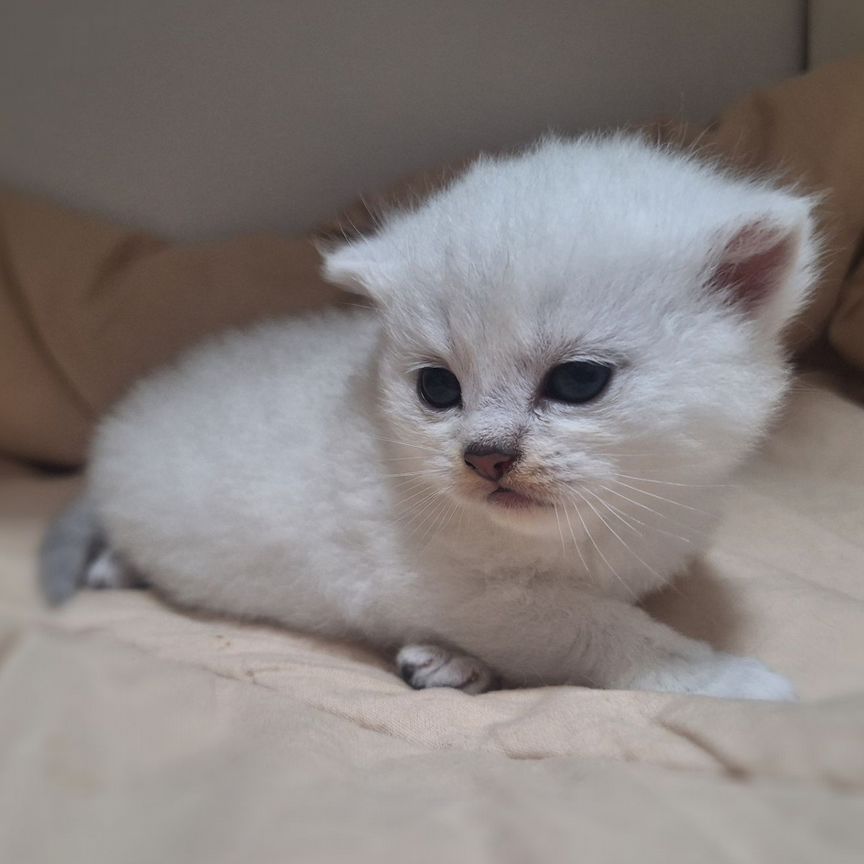 Шотландский прямоухий длинношёрстный котёнок