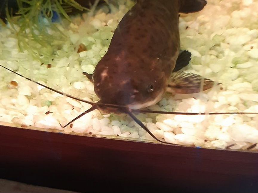 Рыбки для аквариума