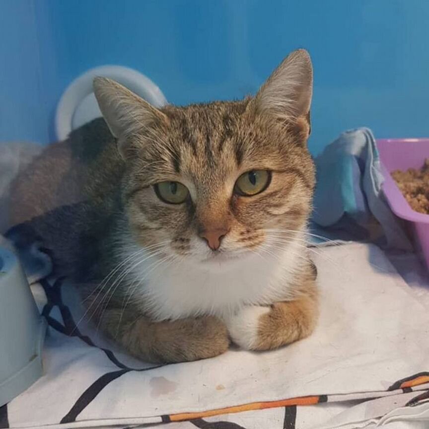 Кошечка ищет домик