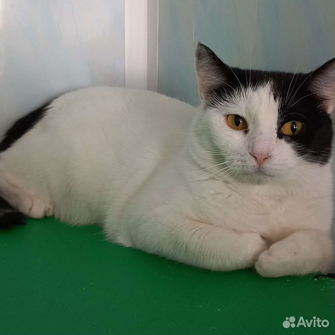 Кошка Изольда, 2.5 г, стерилизована