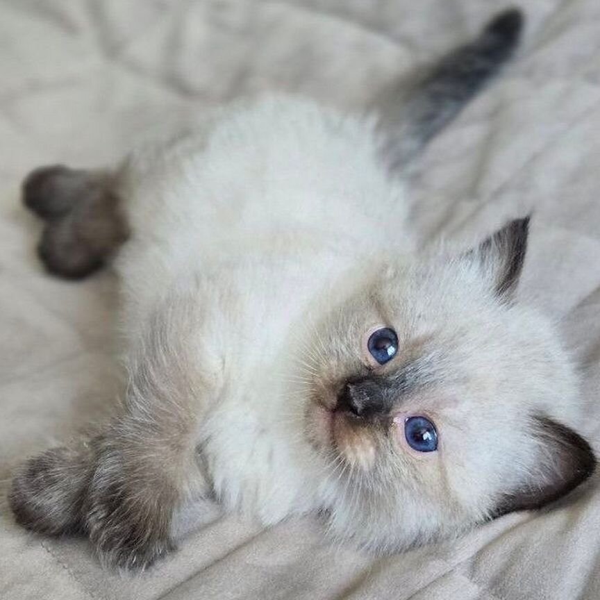 Котёнок Невская маскарадная