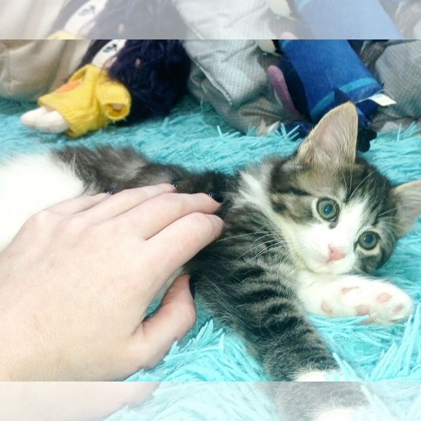 Котёнок в добрые руки
