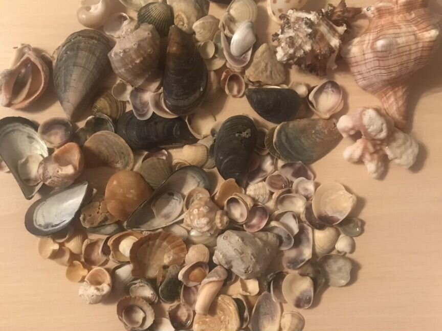 Ракушки бесплатно